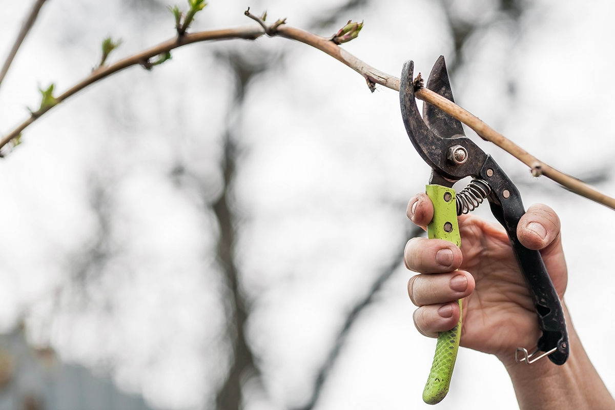 The Pruning Principle: Mastering the Art of Strategic Subtraction ...